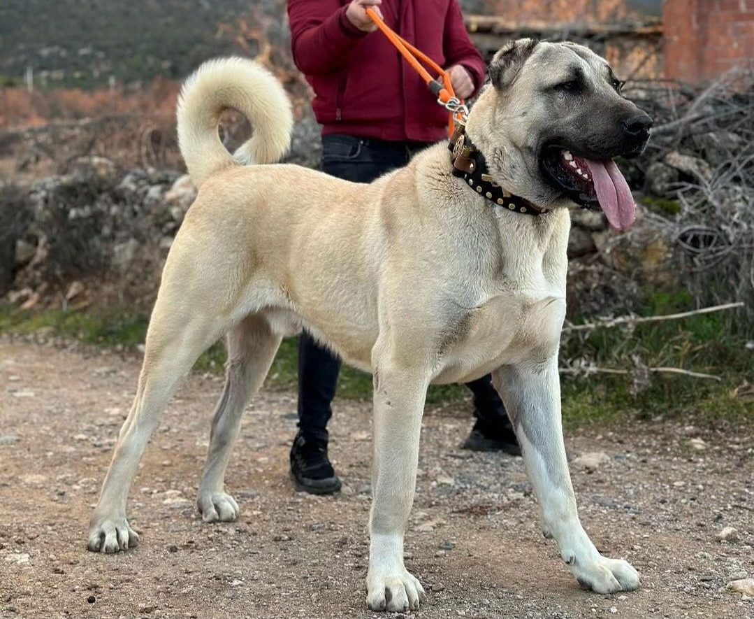 The True Cost Of Kangal Ownership Beyond The Initial Price Tag the-true-cost-of-kangal-ownership-beyond-the-initial-price-tag