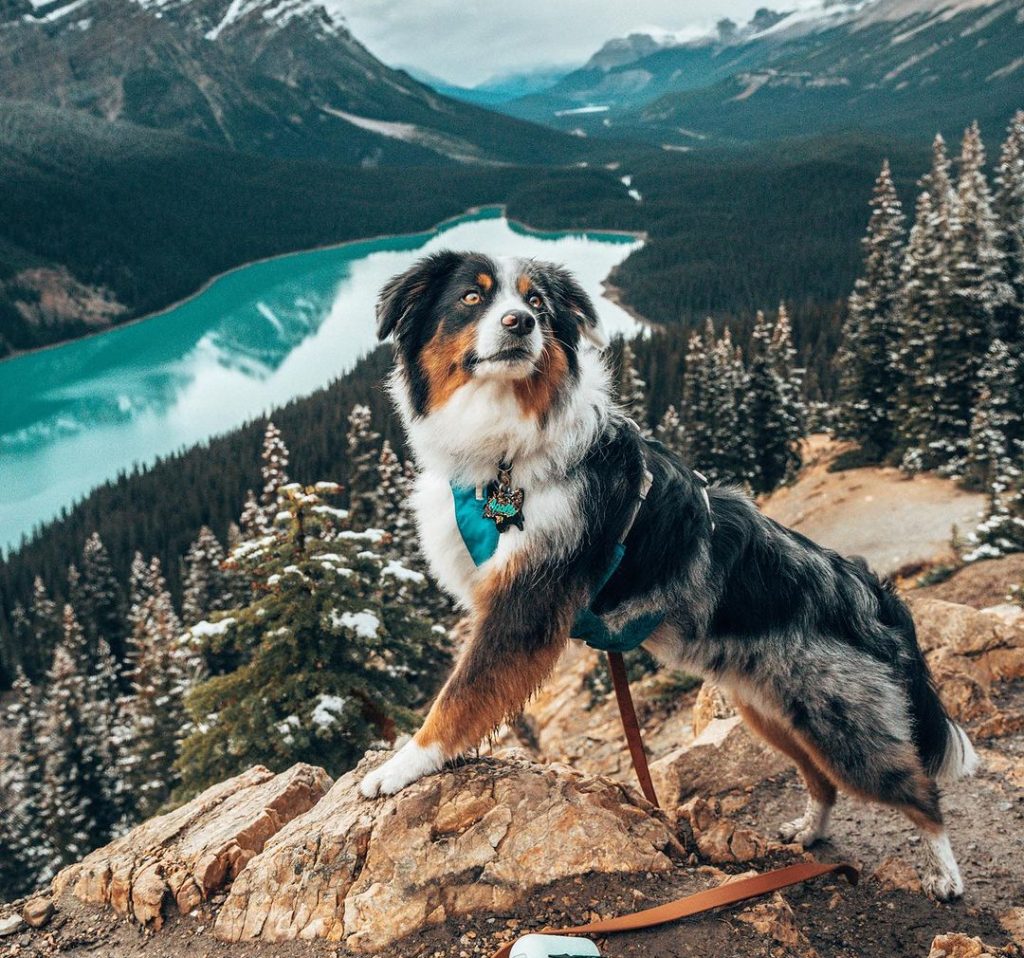 Are Mini Aussies Hypoallergenic? Should You Get One If You Have Allergies?