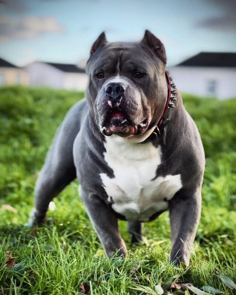 Big Love, Bigger Paws: Exploring The World Of American Bully XL Puppy ...