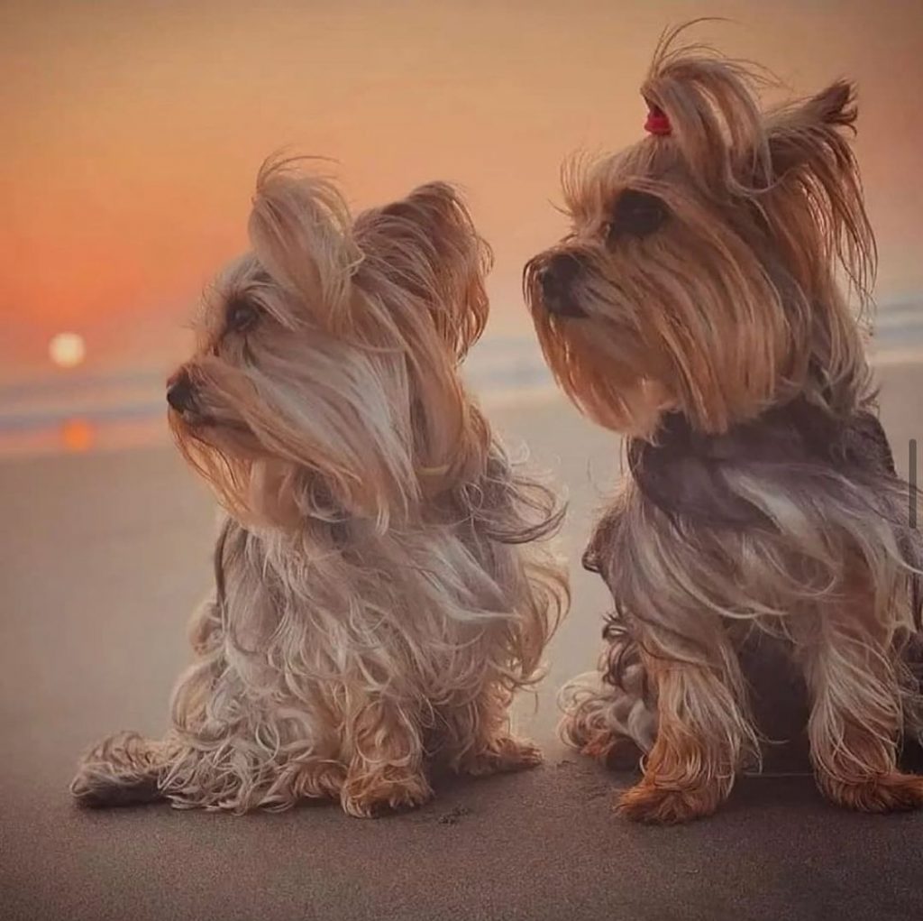 Why Are Yorkies So Annoying? What Can You Do About It?