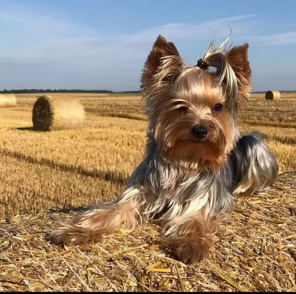 Life With A Yorkie Pitbull Mix: What Do You Need To Know?