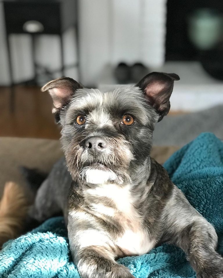 Life With A Yorkie Pitbull Mix: What Do You Need To Know?