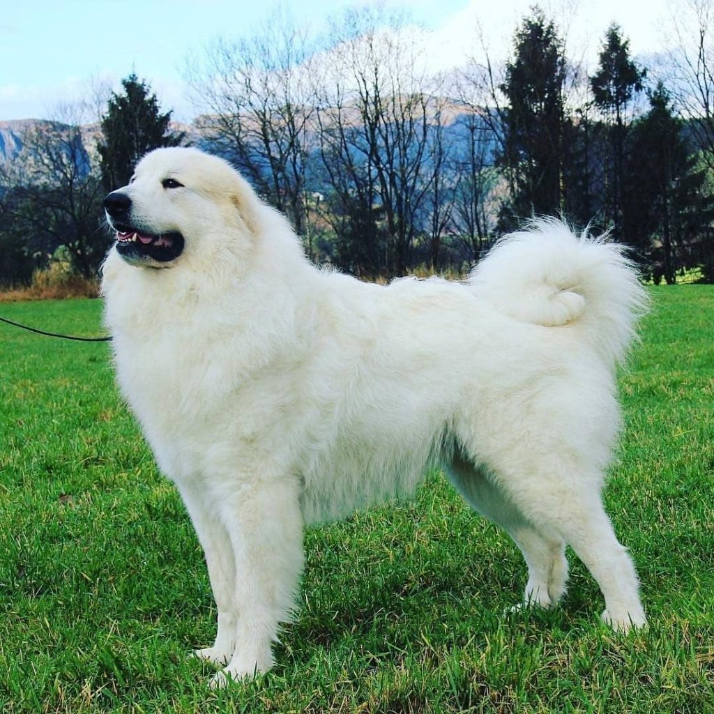 Will A Great Pyrenees Attack An Intruder? Let’s Resolve The Myth