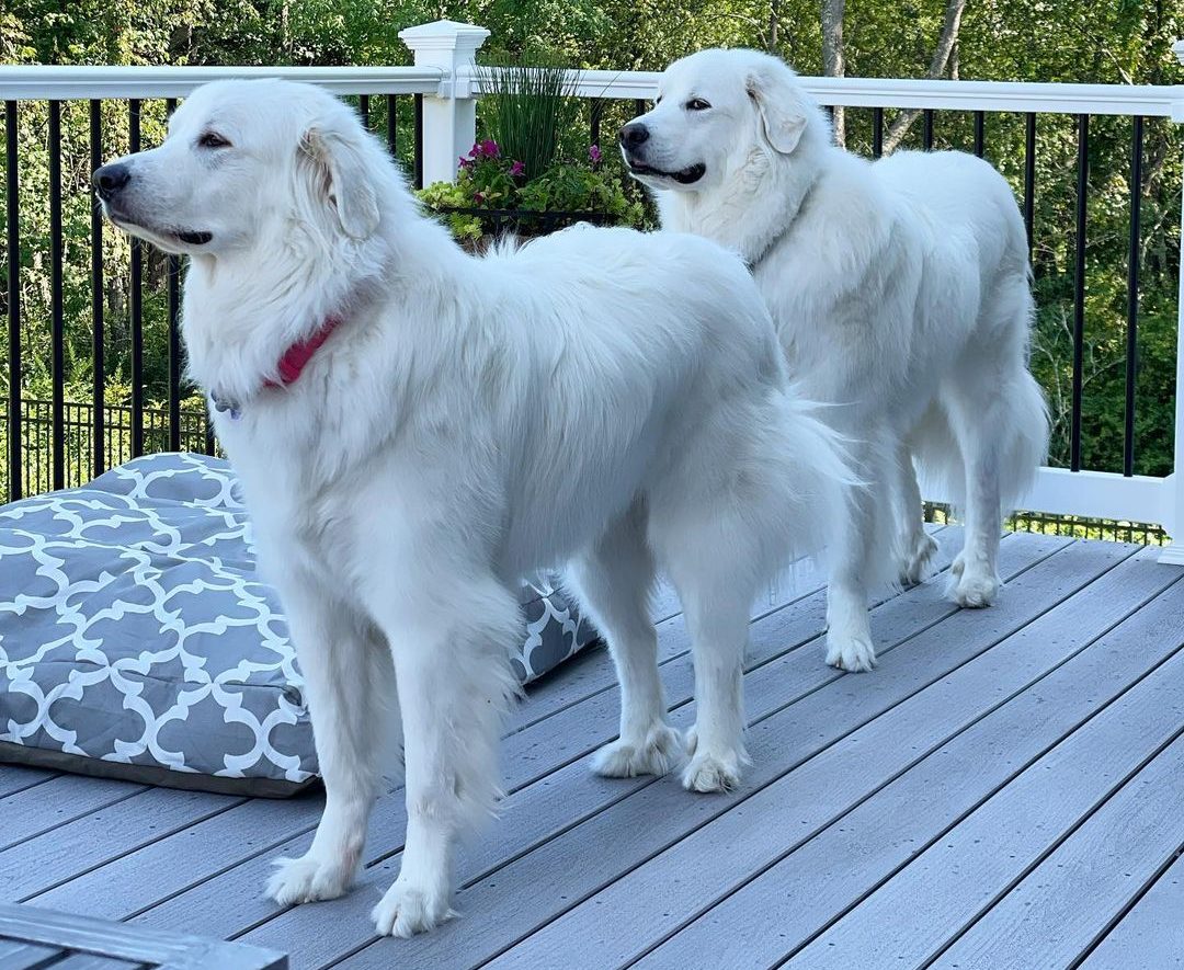 Male Vs Female Great Pyrenees – Which One Should You Get?