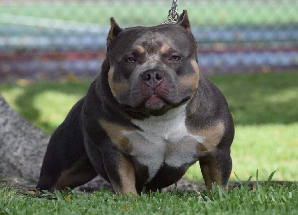 Tri-Color American Bully – How Rare Is This Bully Breed?