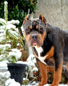 Tri-Color American Bully – How Rare Is This Bully Breed?