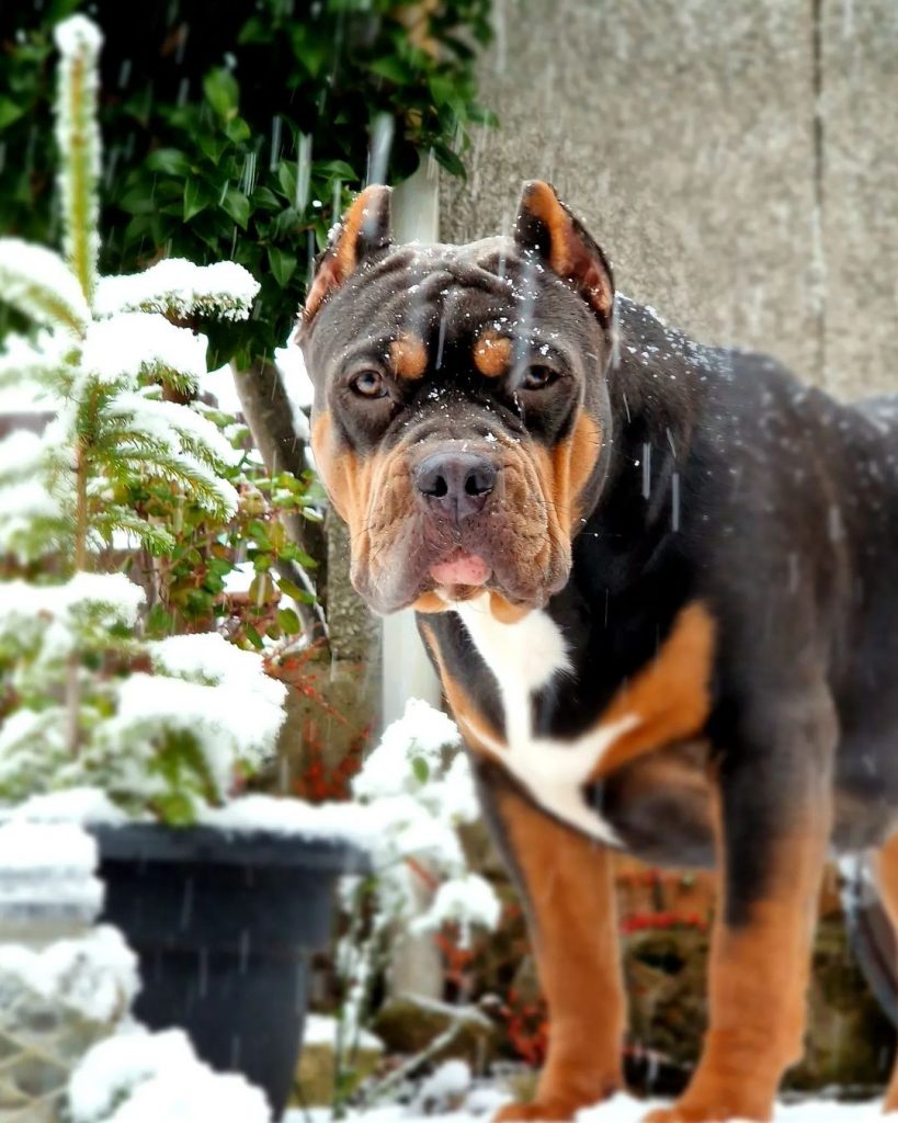 Tri-Color American Bully – How Rare Is This Bully Breed?