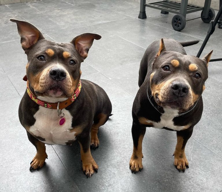 Tri-Color American Bully – How Rare Is This Bully Breed?