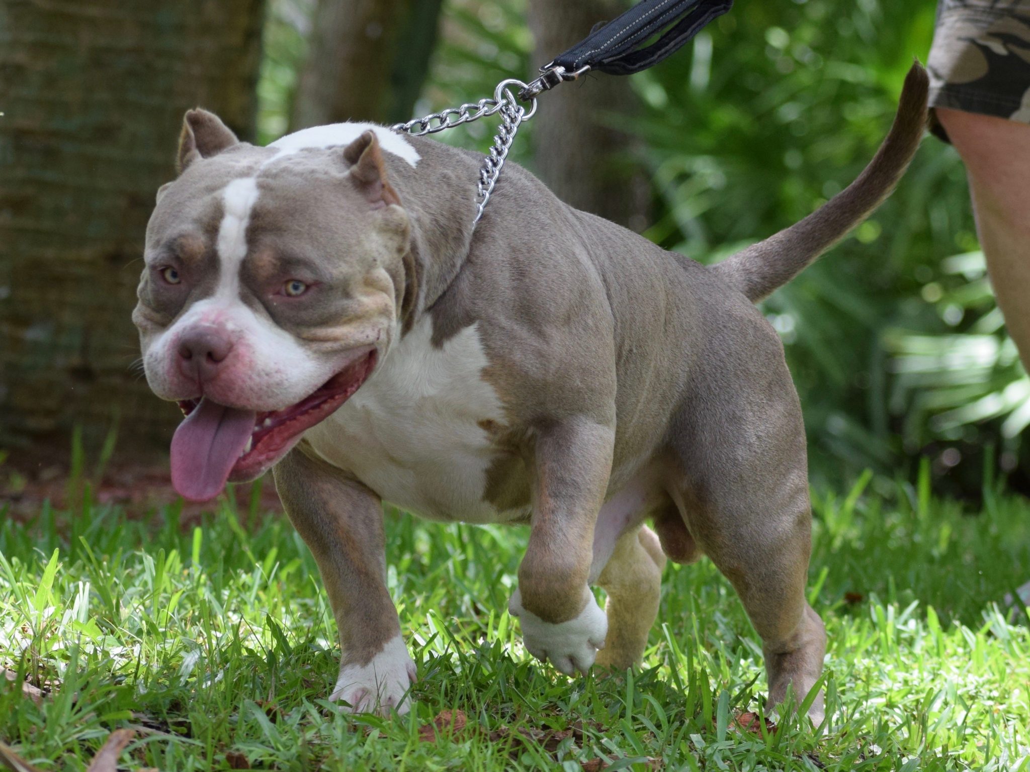 Tri-Color American Bully – How Rare Is This Bully Breed?