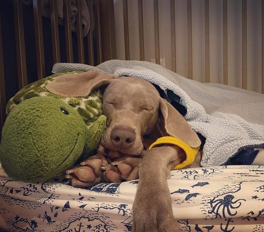 Understanding Weimaraner Sleeping Habits – How Much Naptime Your Pup Needs?