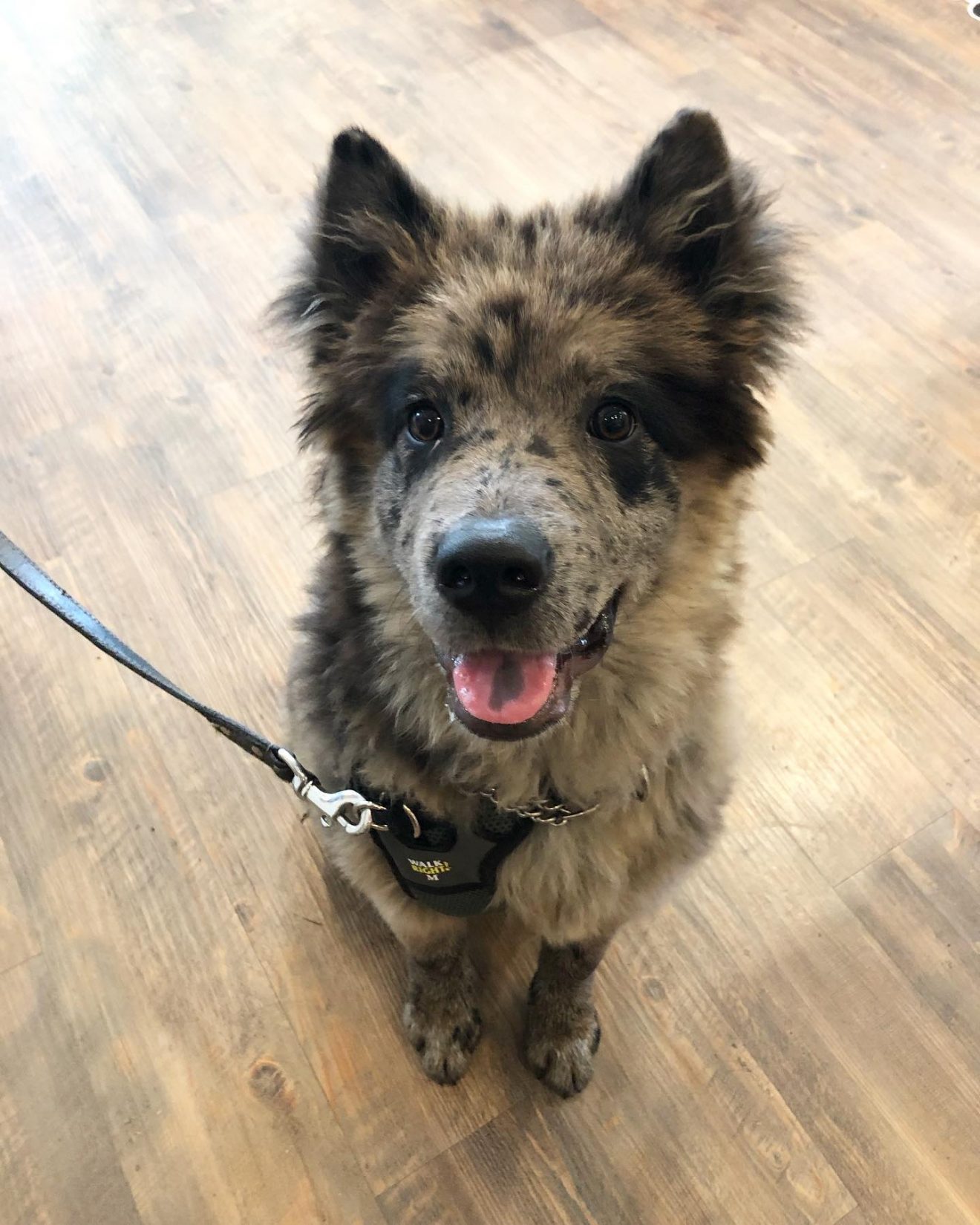 Chow Chow Australian Shepherd Mix – How Did These Two Come Together?