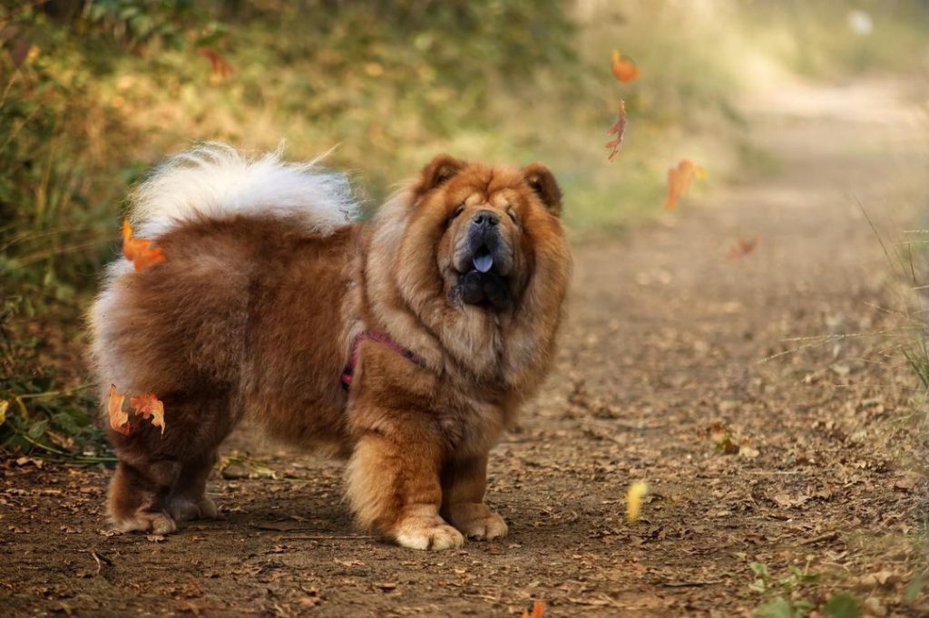Chow Chow Australian Shepherd Mix – How Did These Two Come Together?