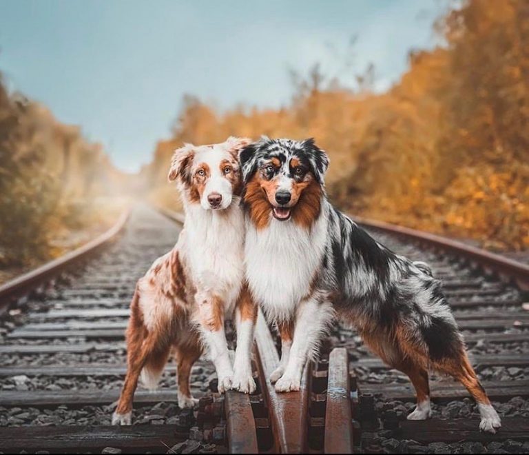 Chow Chow Australian Shepherd Mix – How Did These Two Come Together?