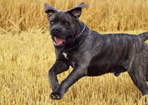 12 Things You Didn't Know About Cane Corso