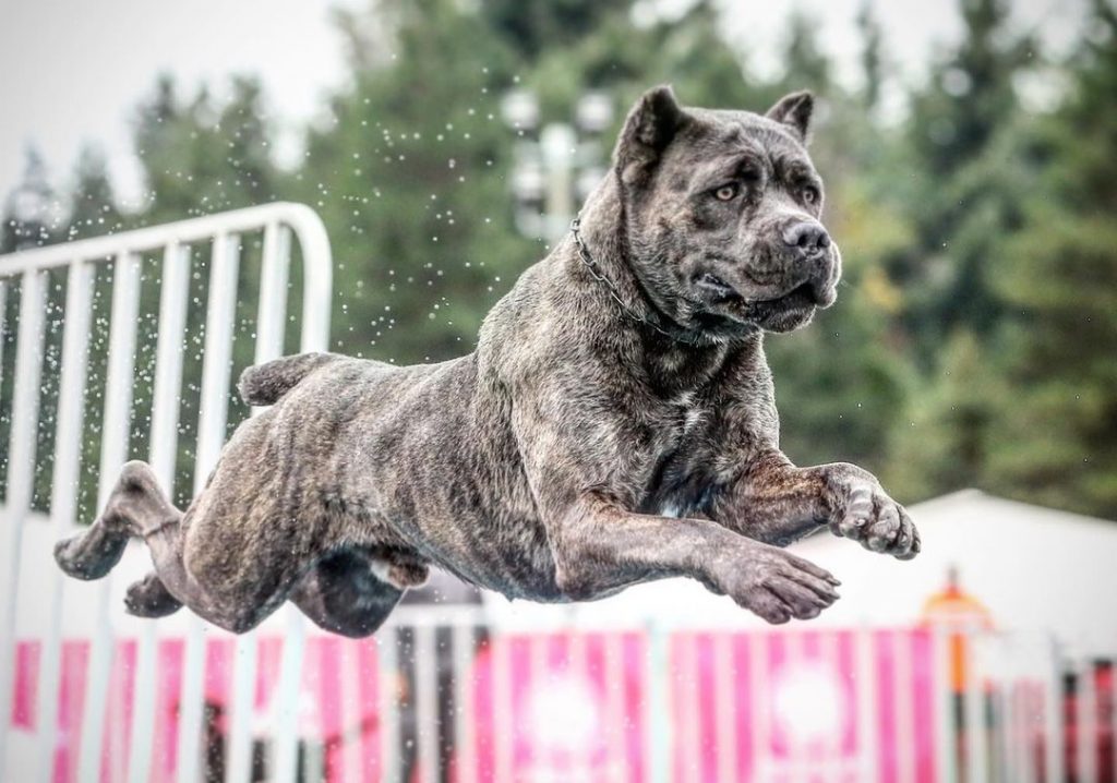 How Fast Is A Cane Corso? Surprisingly Fast Large Breed
