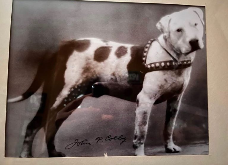 Behind The Breed: Colby Pitbulls And Their Impact On Canine Culture