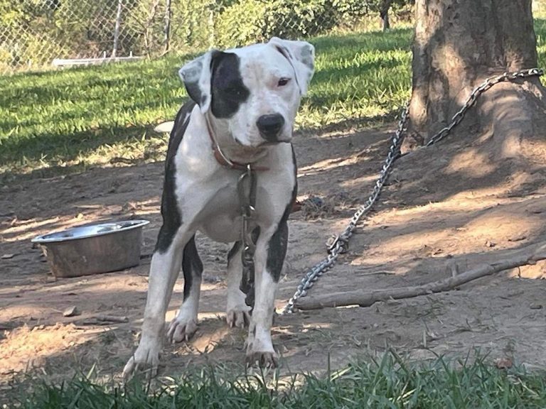 Behind The Breed: Colby Pitbulls And Their Impact On Canine Culture