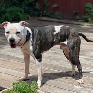 Behind The Breed: Colby Pitbulls And Their Impact On Canine Culture