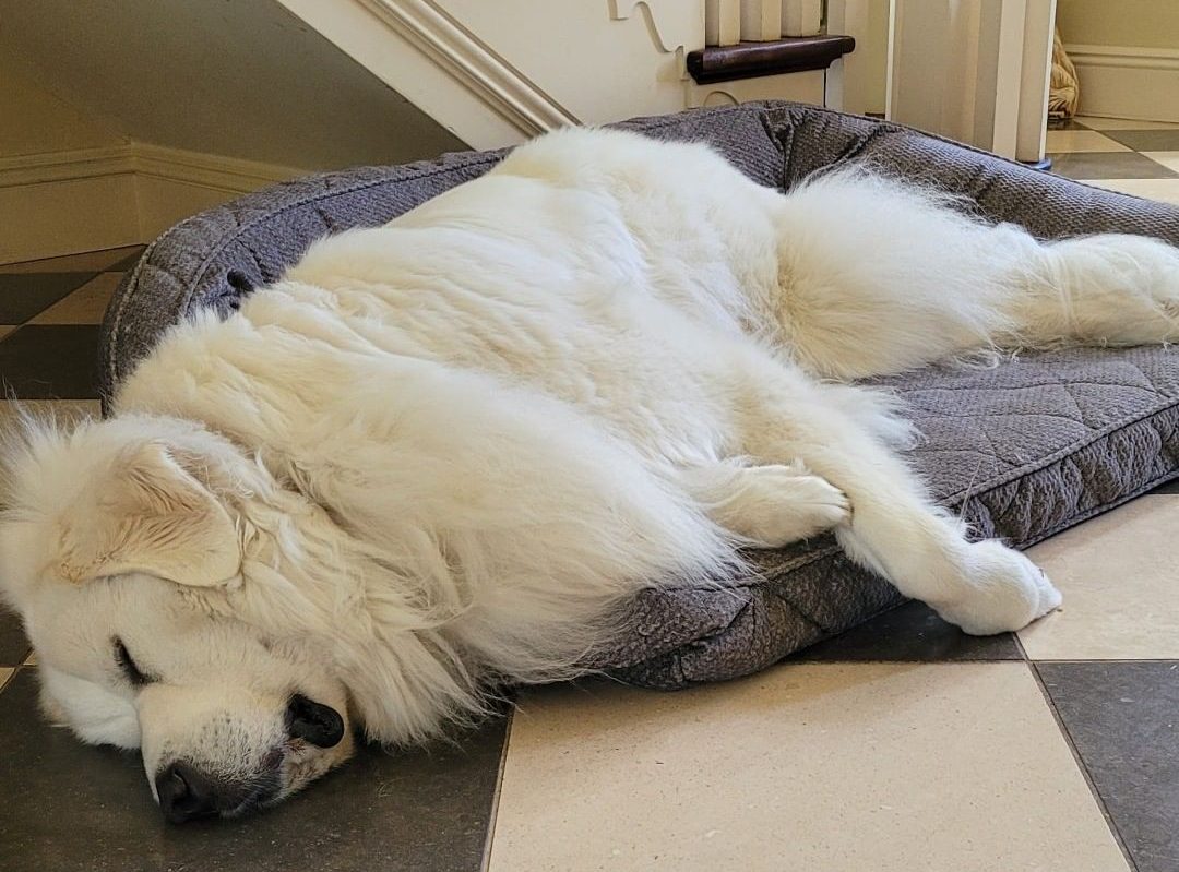 How To Get A Great Pyrenees To Sleep At Night? Understanding Your Guard ...