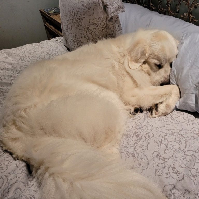 How To Get A Great Pyrenees To Sleep At Night? Understanding Your Guard ...