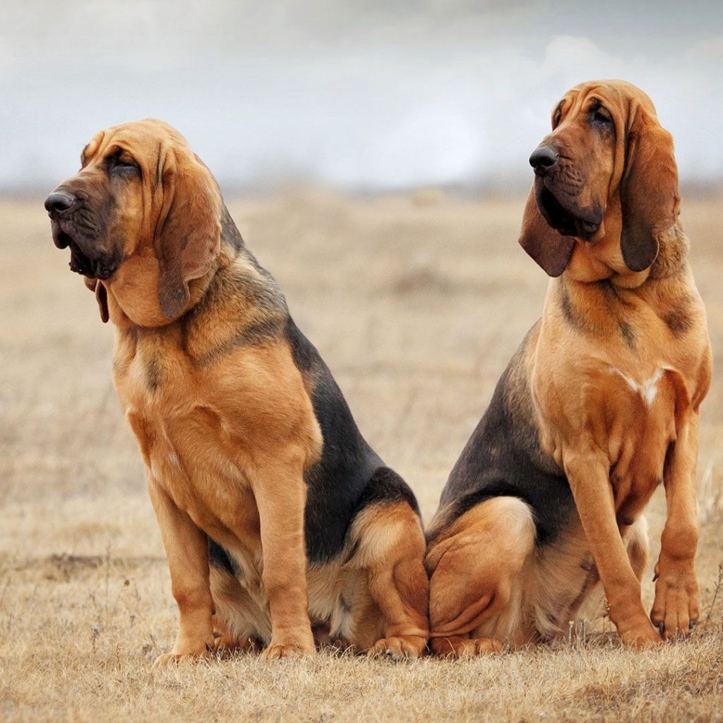 From Tawny To Tri-Color: Decoding The Spectrum Of Bloodhound Coats