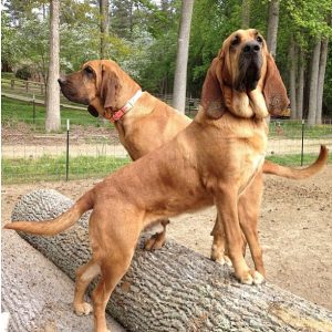 From Tawny To Tri-Color: Decoding The Spectrum Of Bloodhound Coats