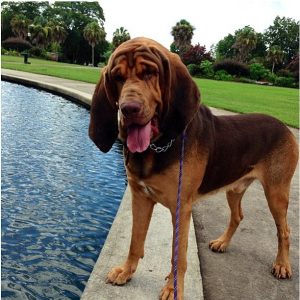From Tawny To Tri-Color: Decoding The Spectrum Of Bloodhound Coats
