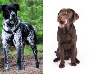 German Shorthaired Pointer Vs Labrador: Similar, Yet Unique Breeds