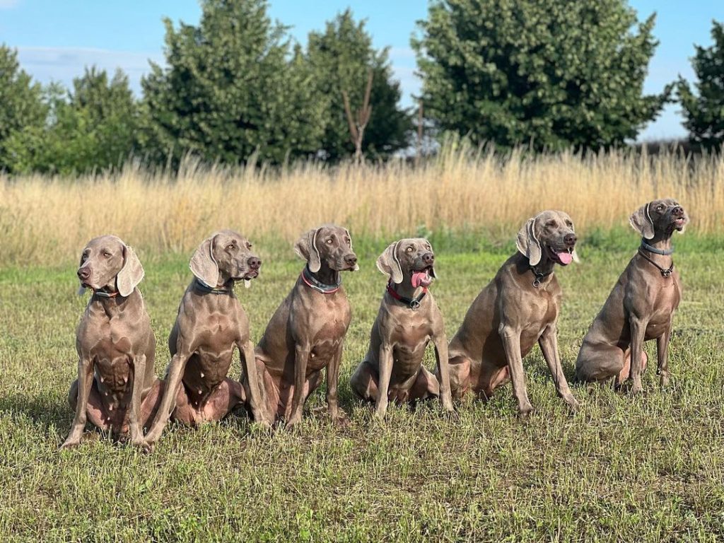 Shades Of Elegance: Understanding The Variety Of Weimaraner Colors