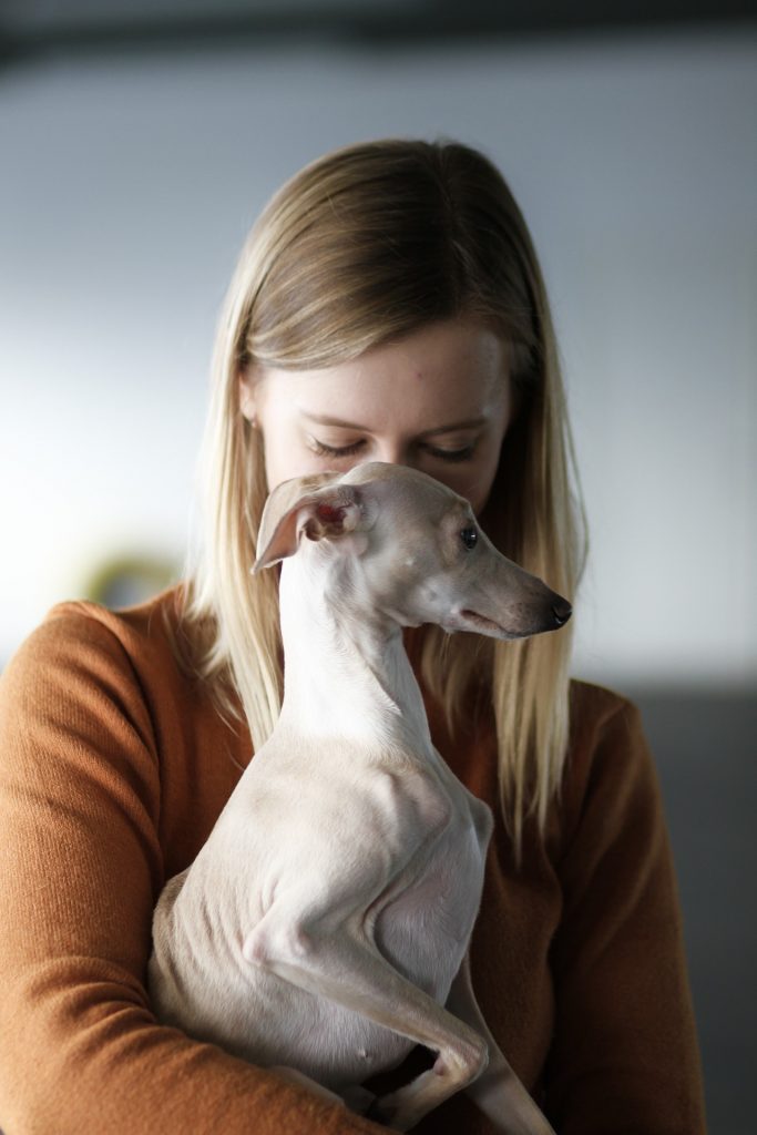 Italian Greyhound Colors – Exploring The Rainbow Coat Color Palette