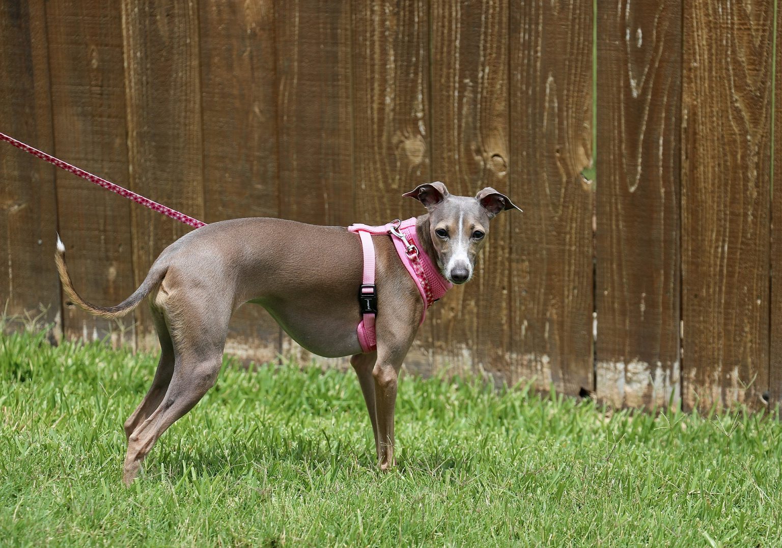 Italian Greyhound Colors – Exploring The Rainbow Coat Color Palette