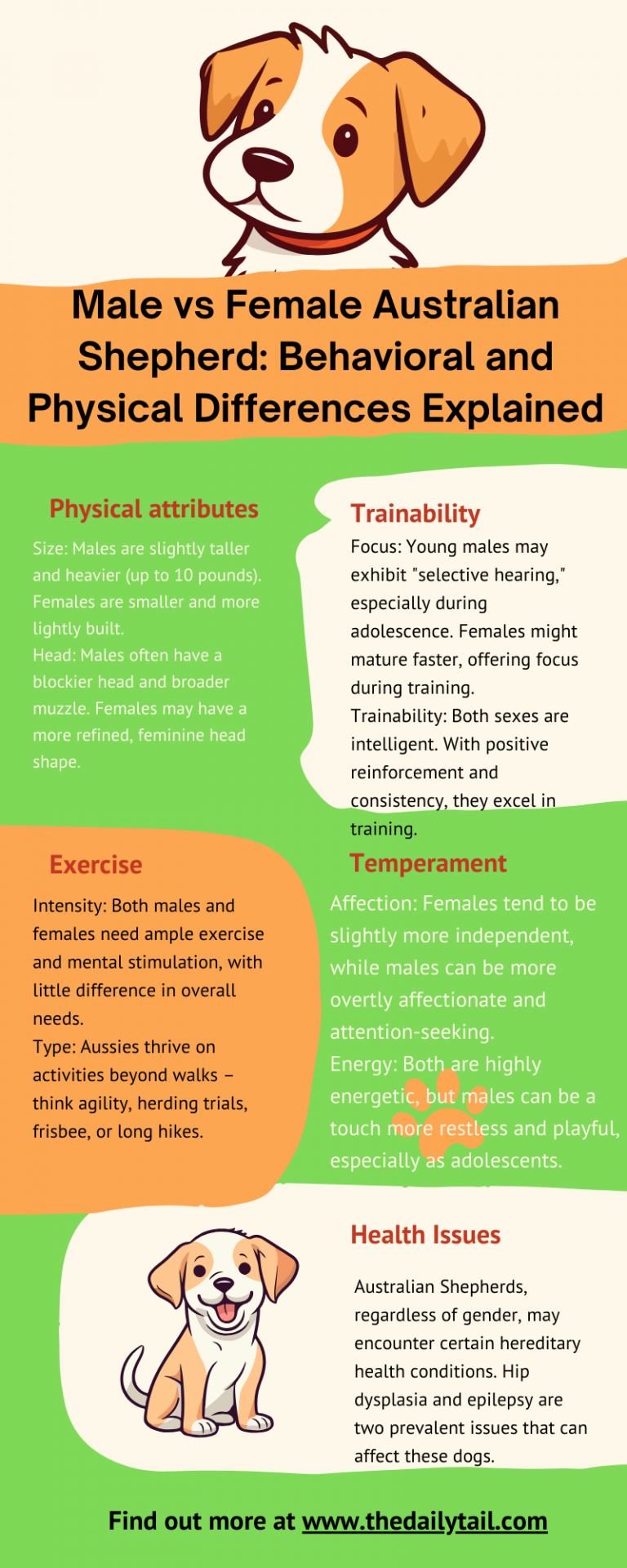 Male Vs Female Australian Shepherd: Behavioral And Physical Differences ...