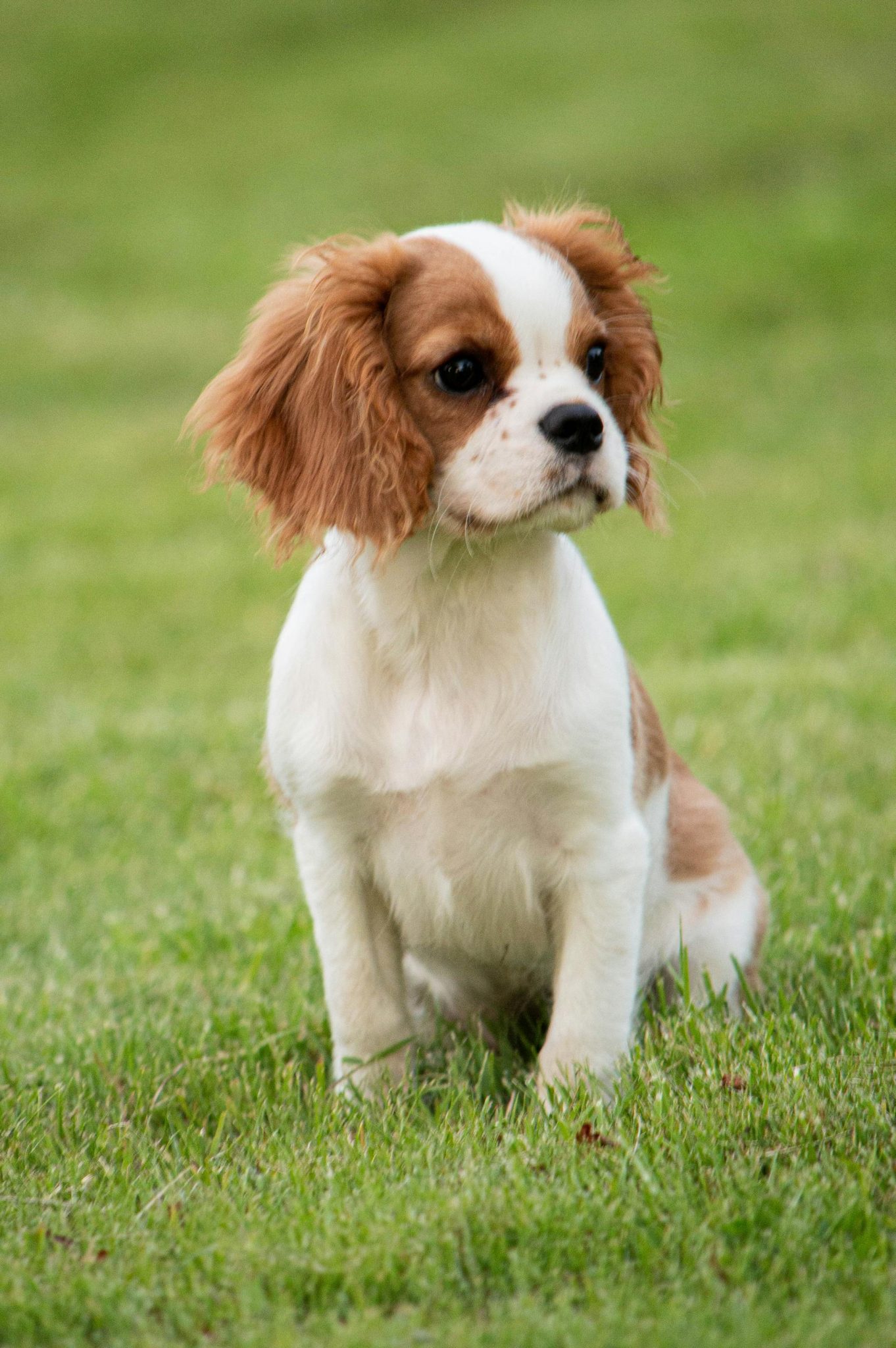 King Charles Spaniel Vs Cavalier: Breed Differences Explained