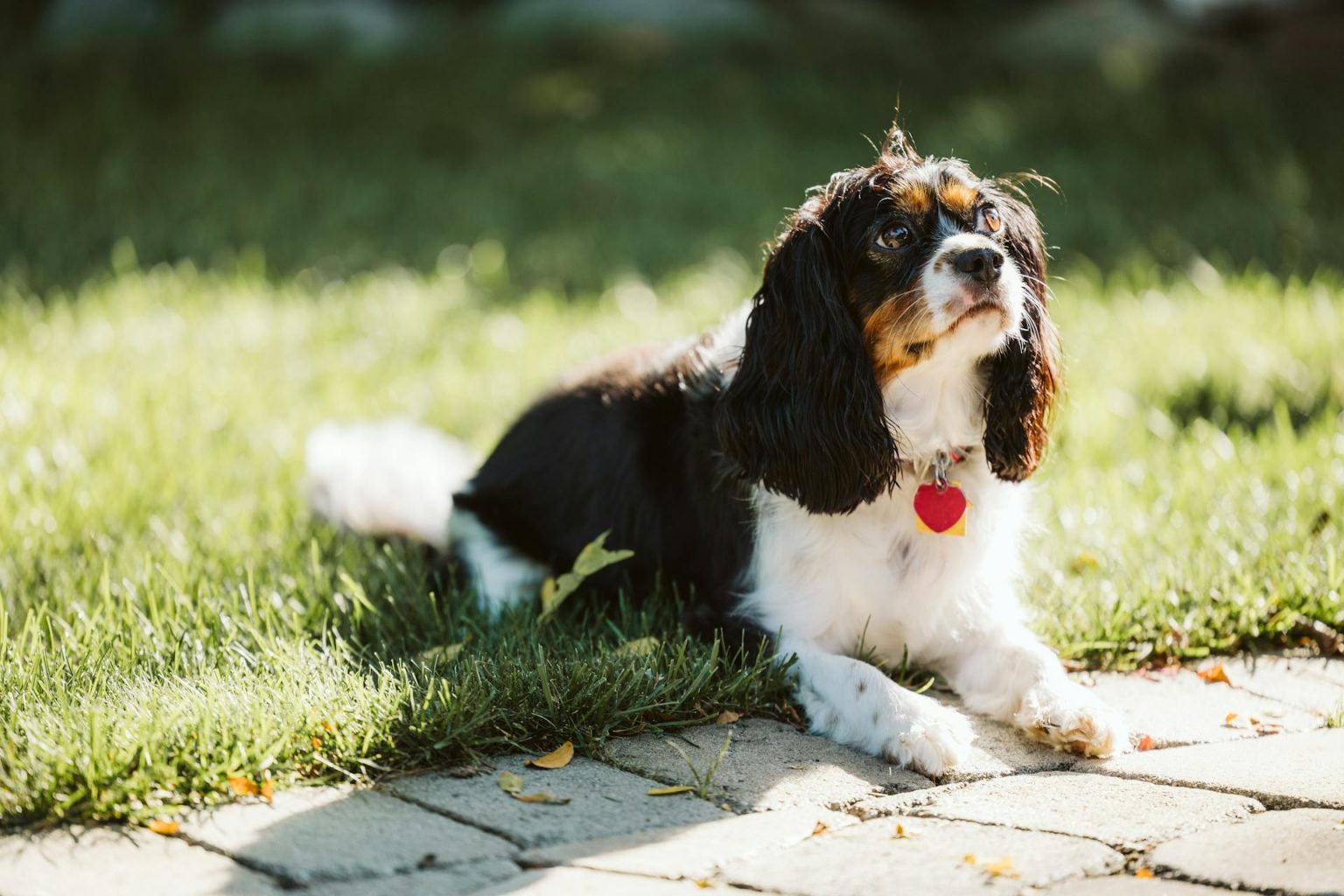 King Charles Spaniel Vs Cavalier: Breed Differences Explained