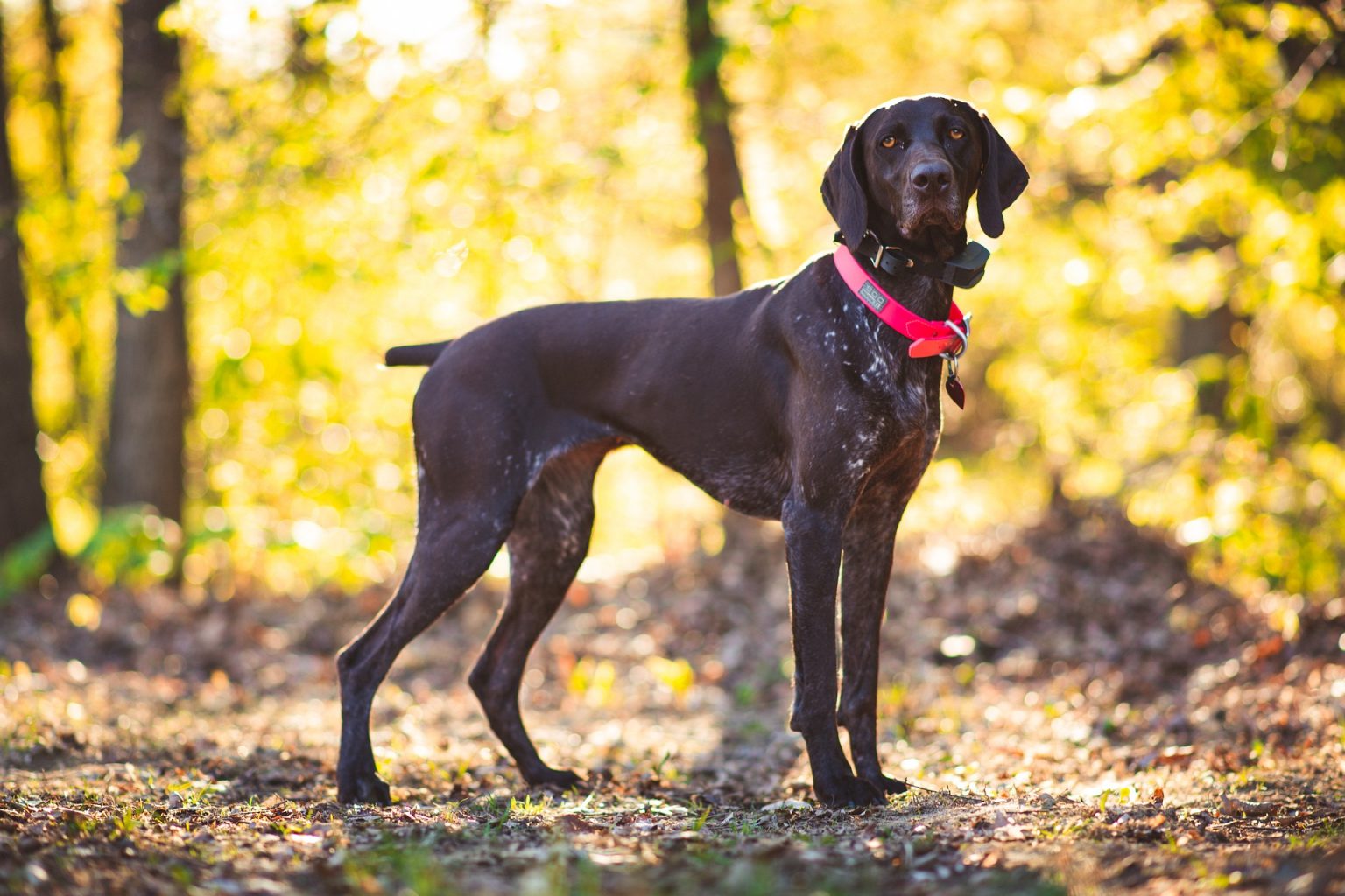 German Shorthaired Pointer Colors: An Overview Of Breed Standards And ...