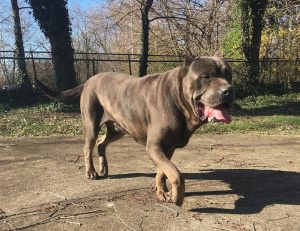 Have You Seen A Tri-colored Cane Corso?
