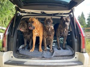 Have You Seen A Tri-colored Cane Corso?