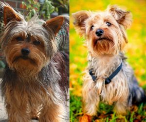 Yorkie Poo Vs Yorkshire Terrier: Comparing Breeds For Potential Owners