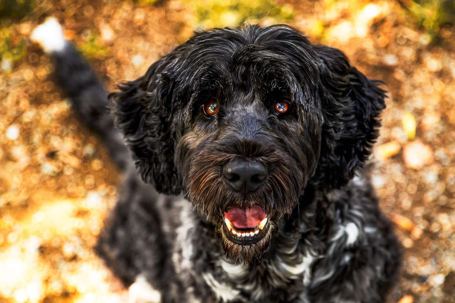 Portuguese Water Dog Colors: A Guide To Their Vibrant Coat Variations