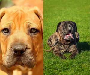Boerboel Vs Cane Corso: Comparing These Powerful Breeds