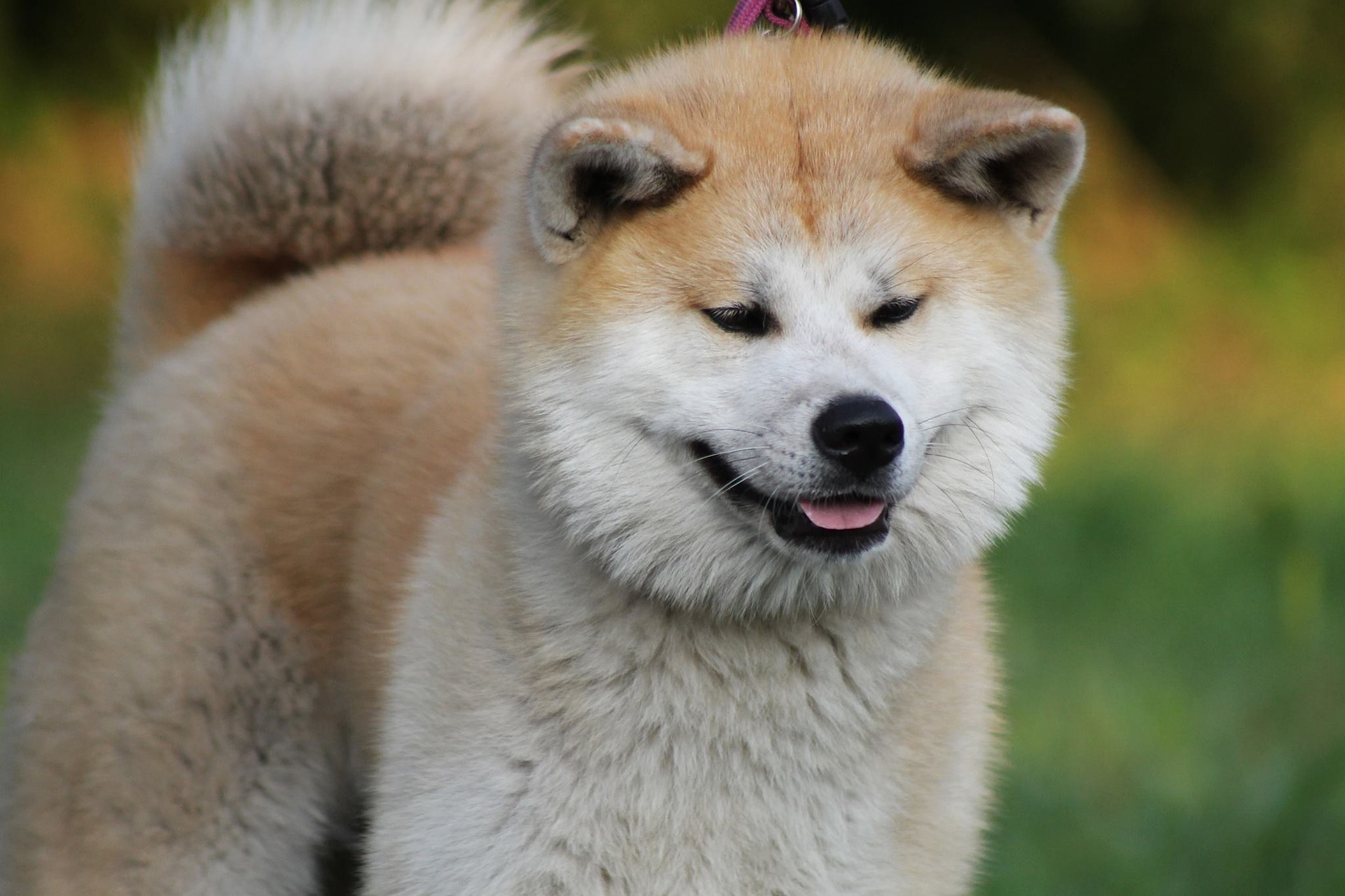 Akita Colors: A Spectrum Of Shades For This Noble Breed