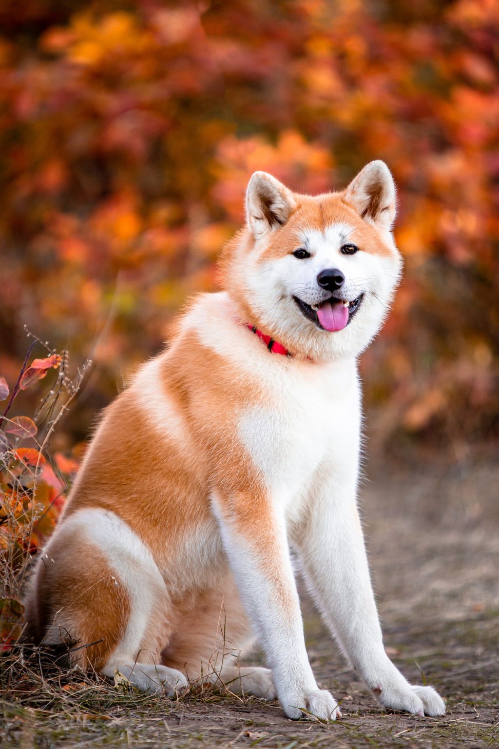 Akita Colors: A Spectrum Of Shades For This Noble Breed
