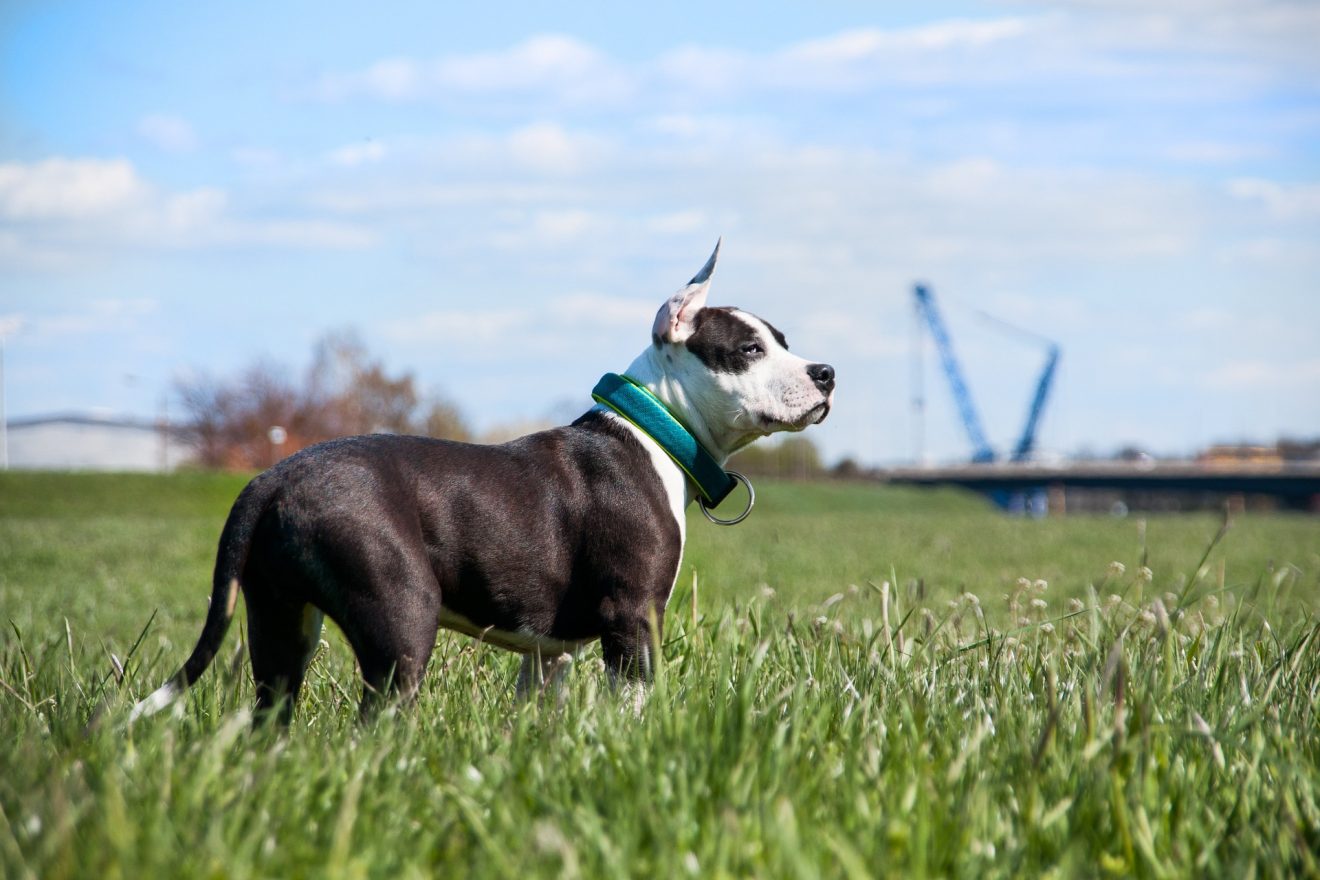 American Staffordshire Terrier Colors: A Palette Of Possibilities