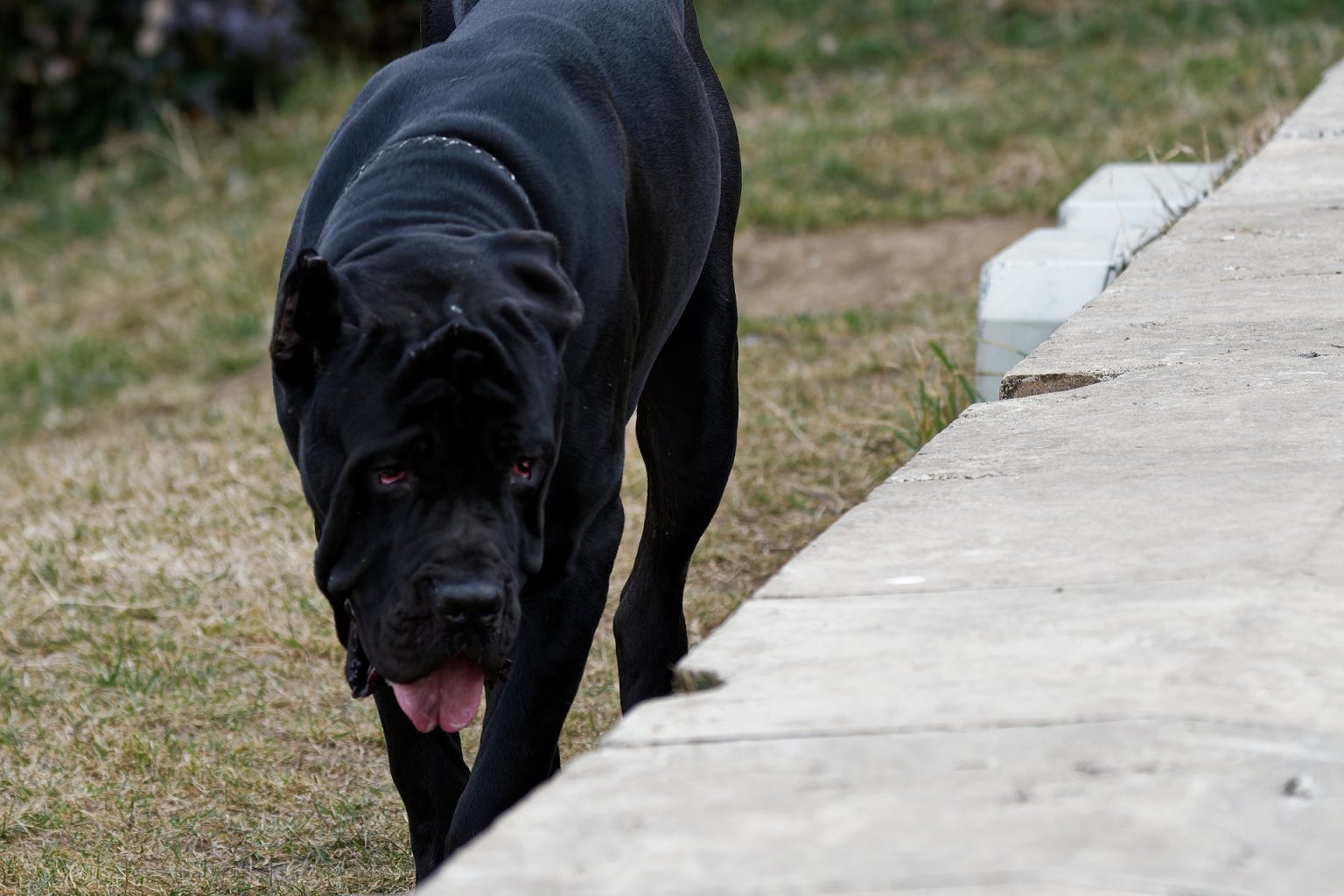 Italian Mastiff Vs Cane Corso: Understanding The Distinctive Differences