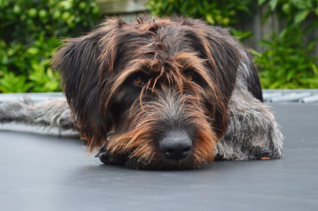 German Wirehaired Pointer Colors: Exploring The Breed's Diverse Palette