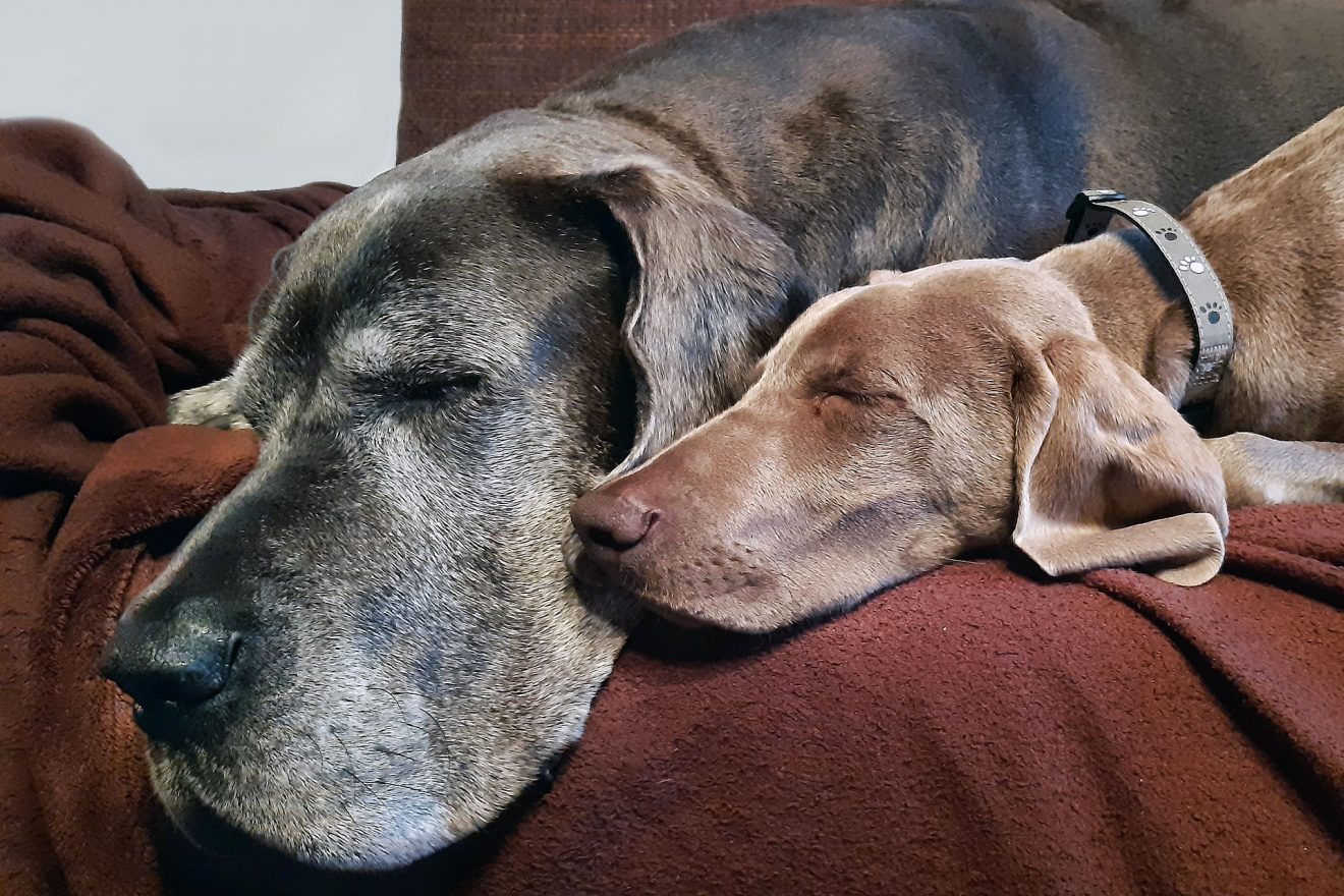 Irish Wolfhound Vs Great Dane Size: A Friendly Giant Comparison
