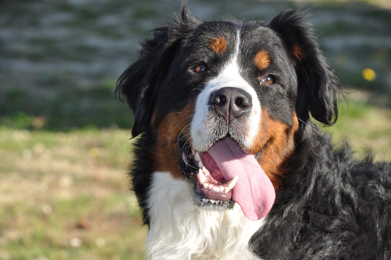 Bernese Mountain Dog Vs Swiss Mountain Dog: Understanding The Differences