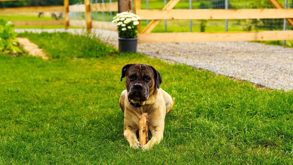 Boerboel Vs Cane Corso: Comparing These Powerful Breeds