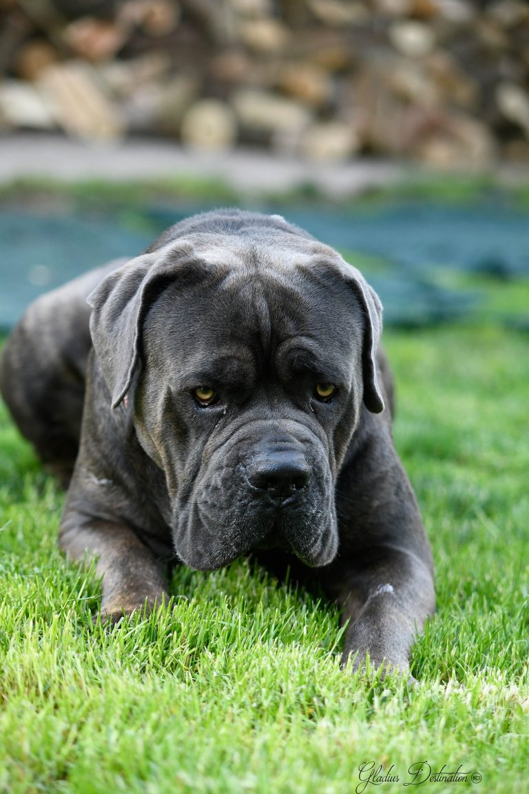 King Cane Corso Vs Cane Corso: Understanding The Majestic Breed Differences