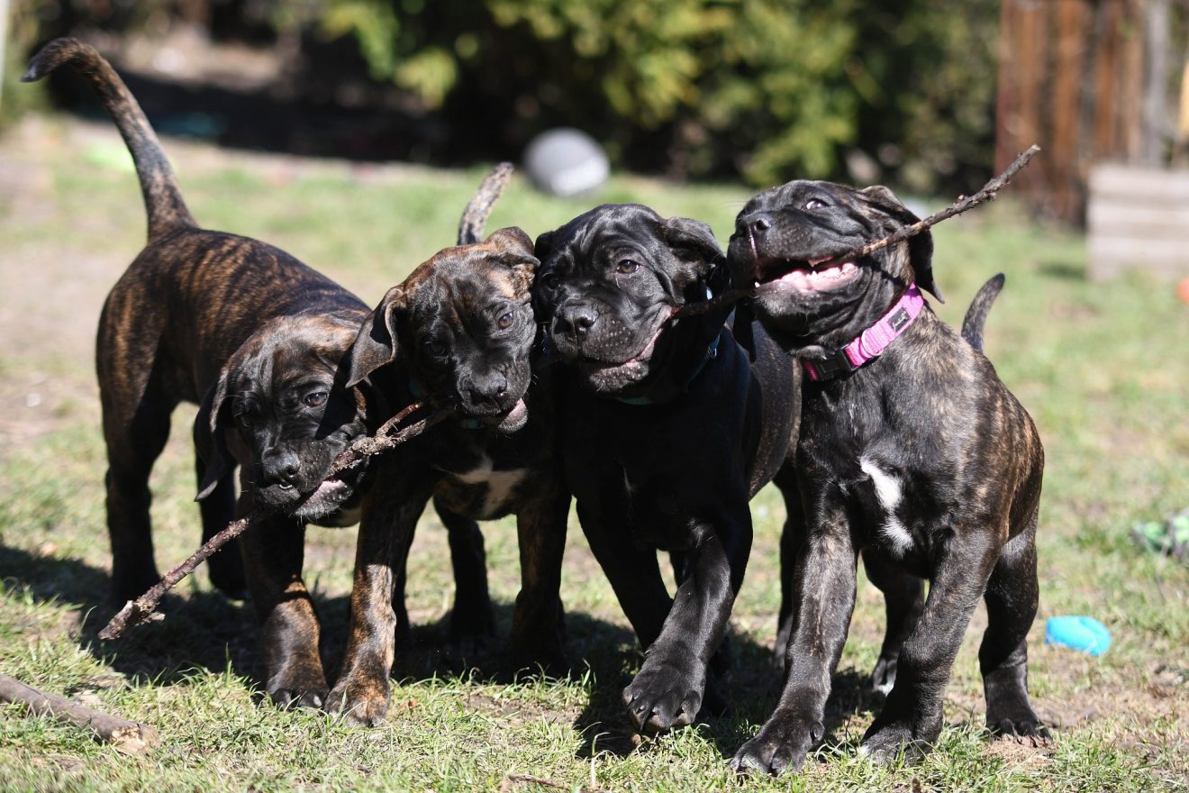 King Cane Corso Vs Cane Corso: Understanding The Majestic Breed Differences